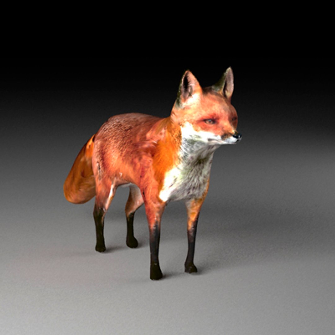 3d Fox Zorro