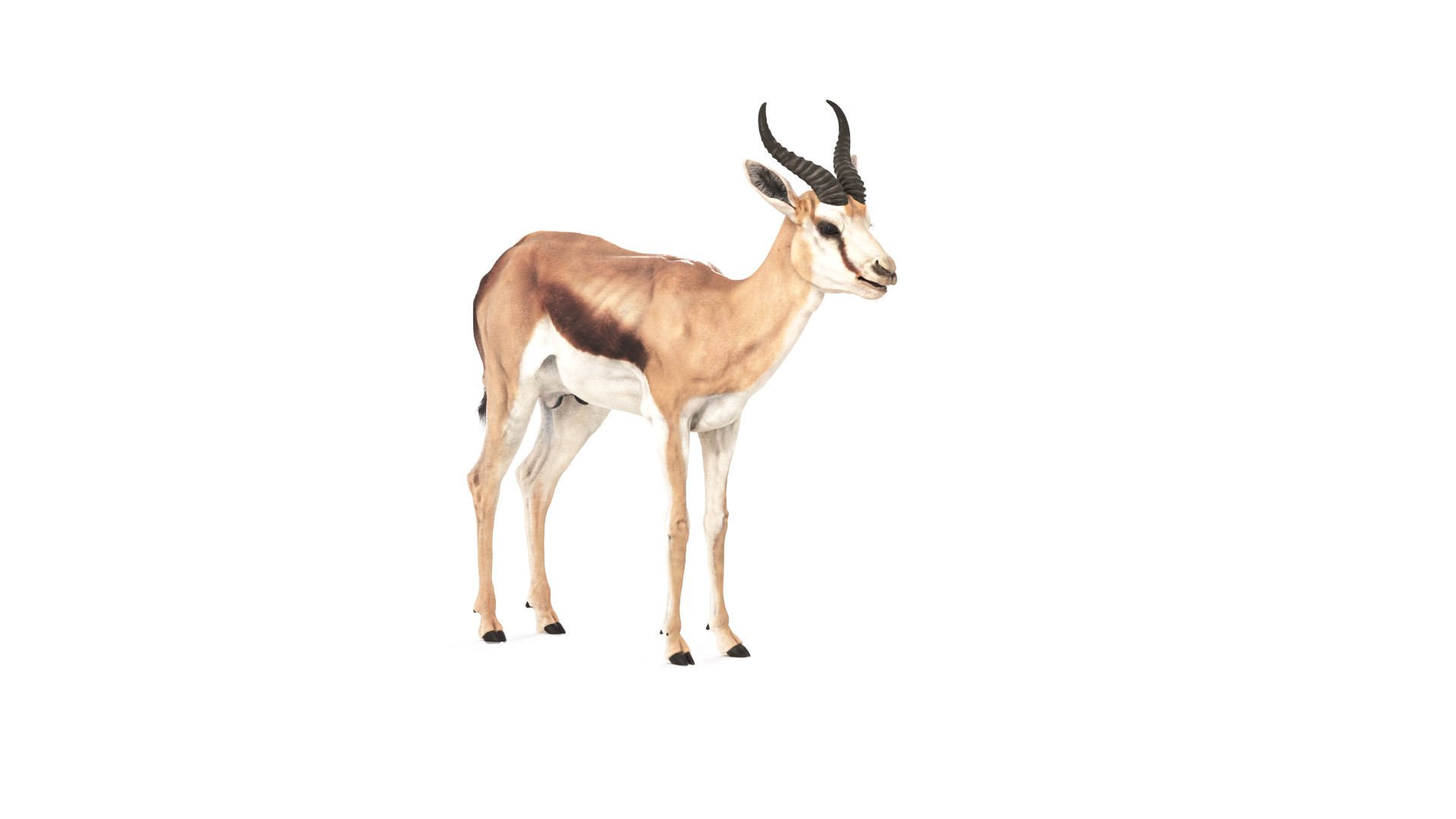 3D Springbok Textured With Fur - TurboSquid 2433574