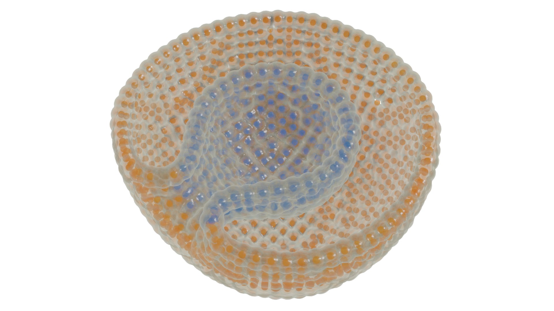 Stages Of Segmentation Of A Fertilized Egg Up To The Gastrula 3D Model ...