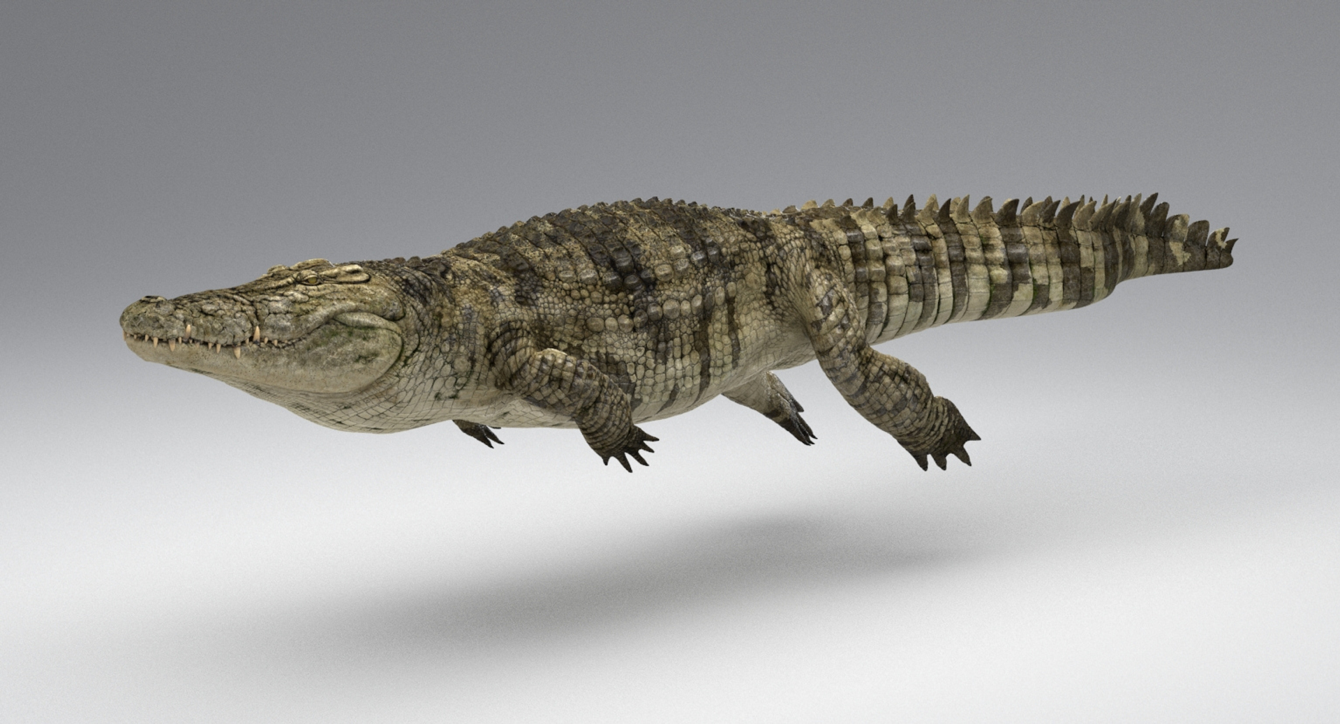 3D Realistic Crocodile Rigging Animation Model - TurboSquid 1215033