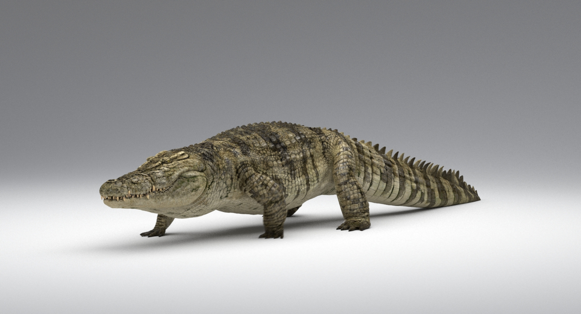 3D Realistic Crocodile Rigging Animation Model - TurboSquid 1215033