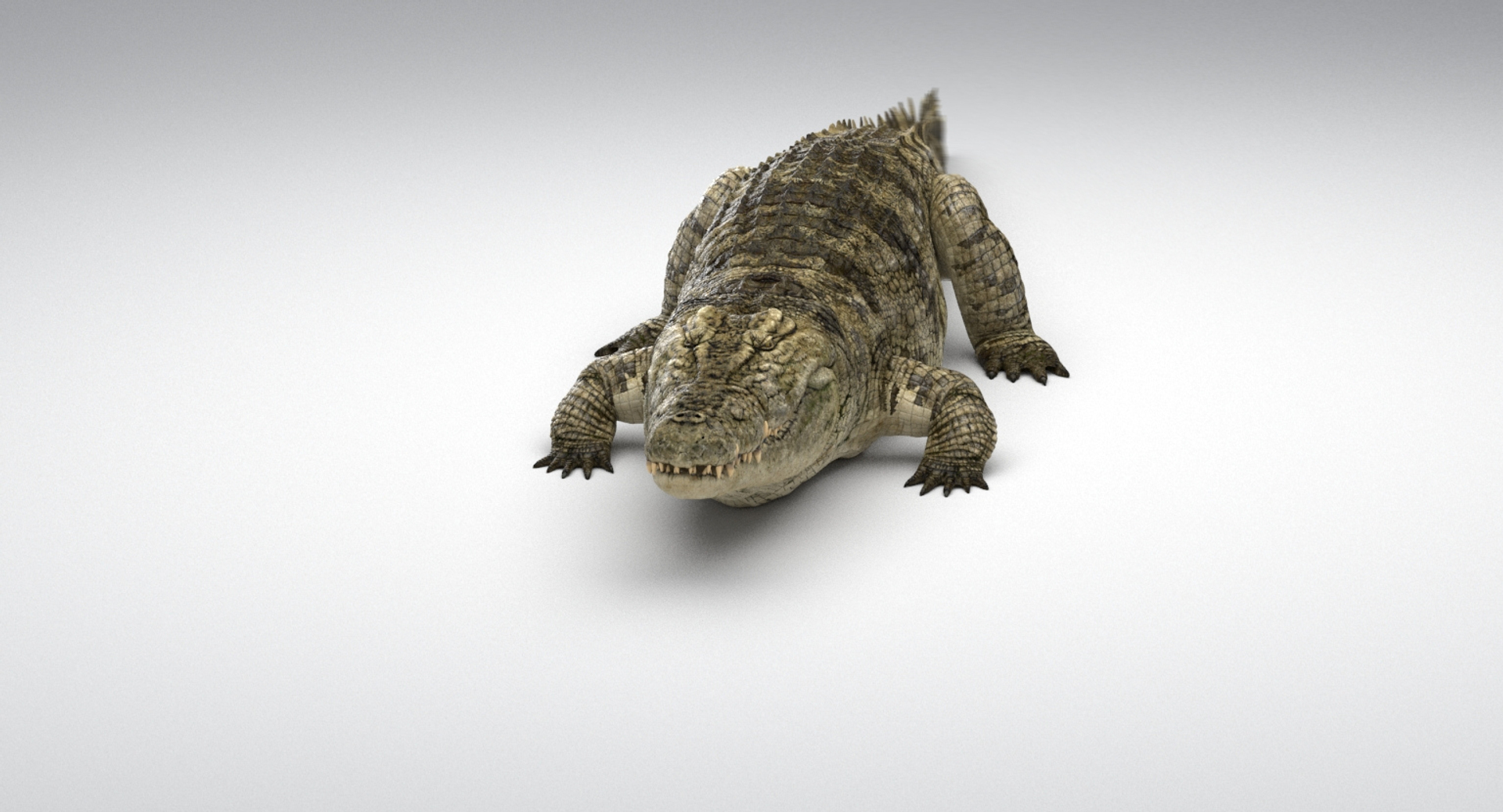 3D Realistic Crocodile Rigging Animation Model - TurboSquid 1215033