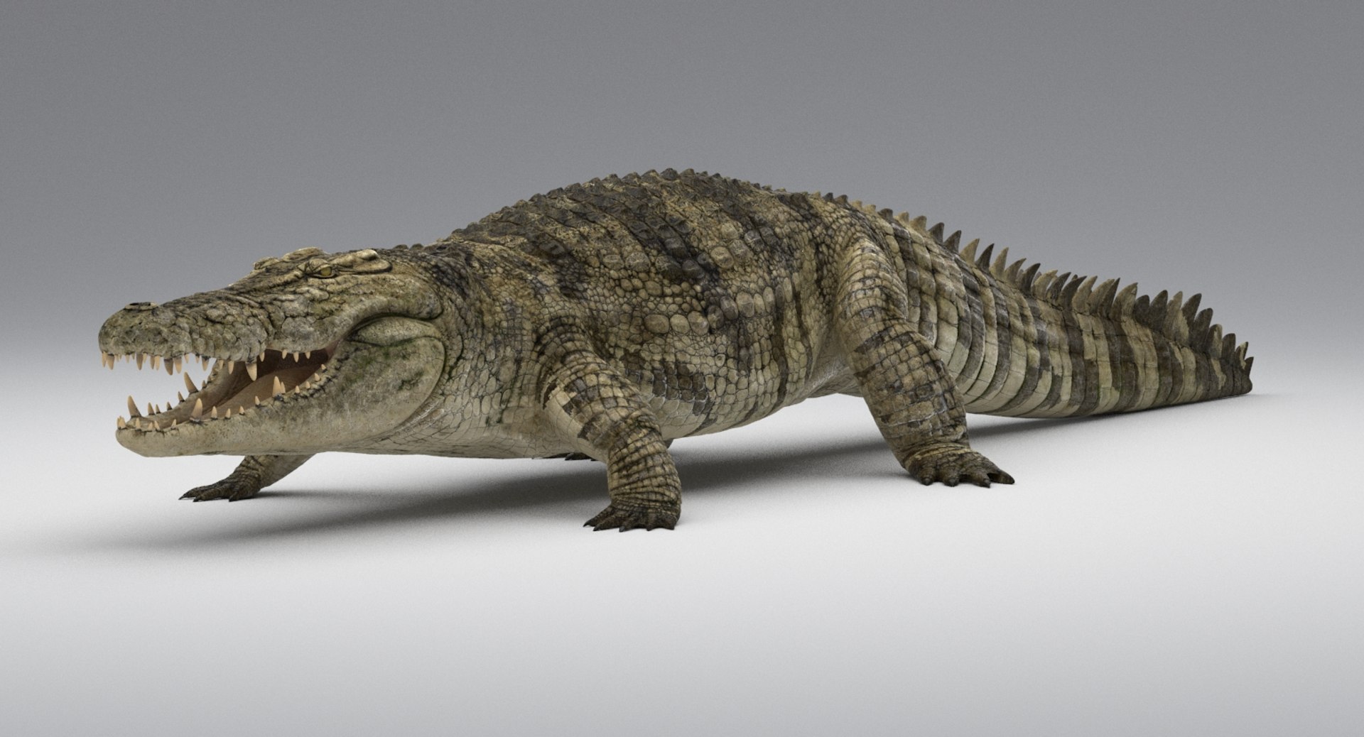 3D realistic crocodile rigging animation model - TurboSquid 1215033