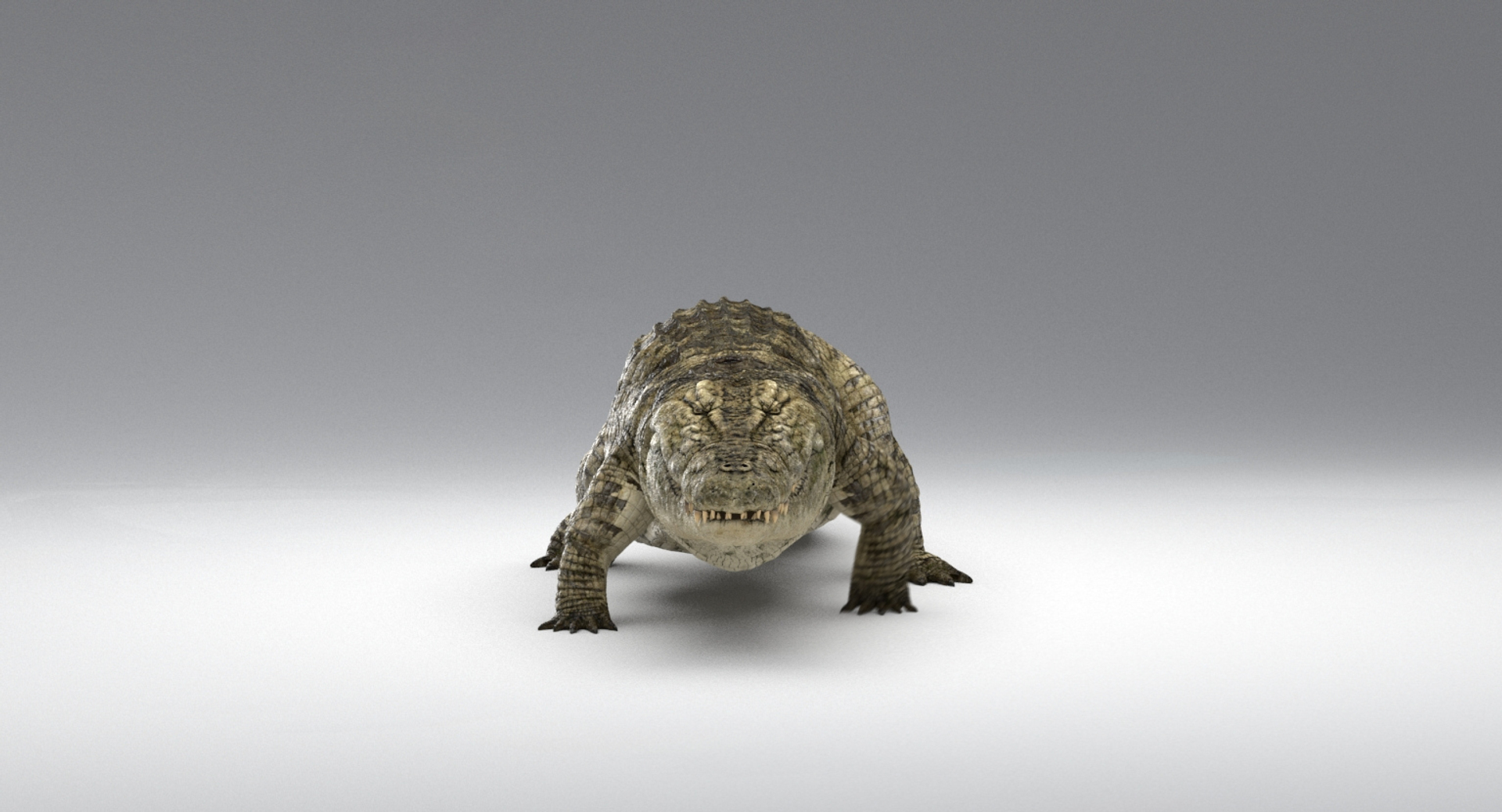3D Realistic Crocodile Rigging Animation Model - TurboSquid 1215033
