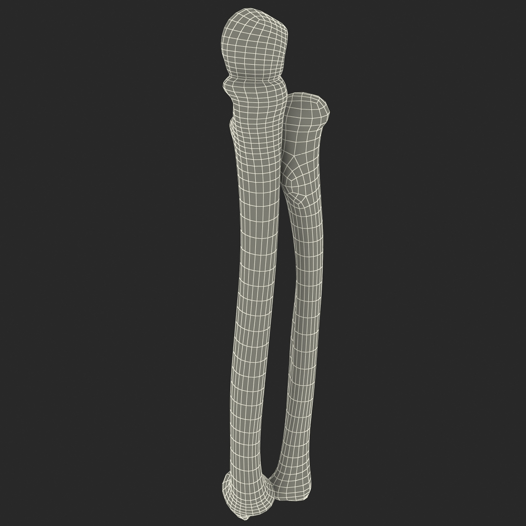 3d model radius ulna