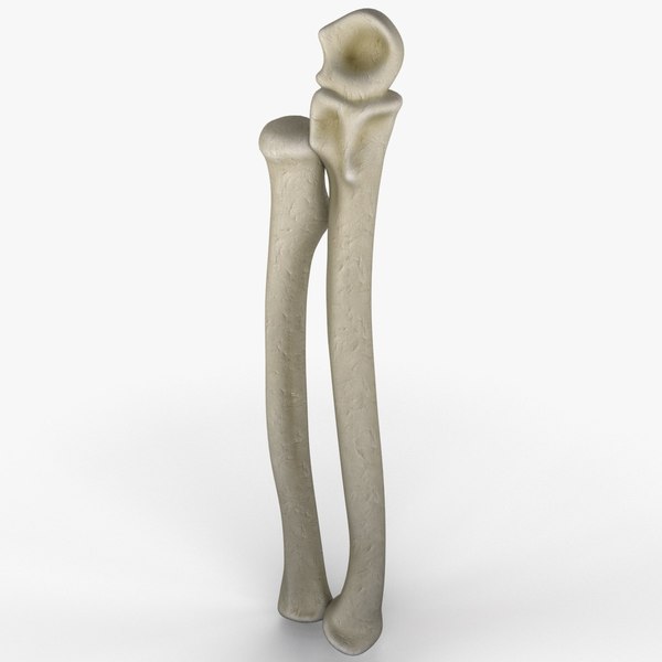 3d model radius ulna