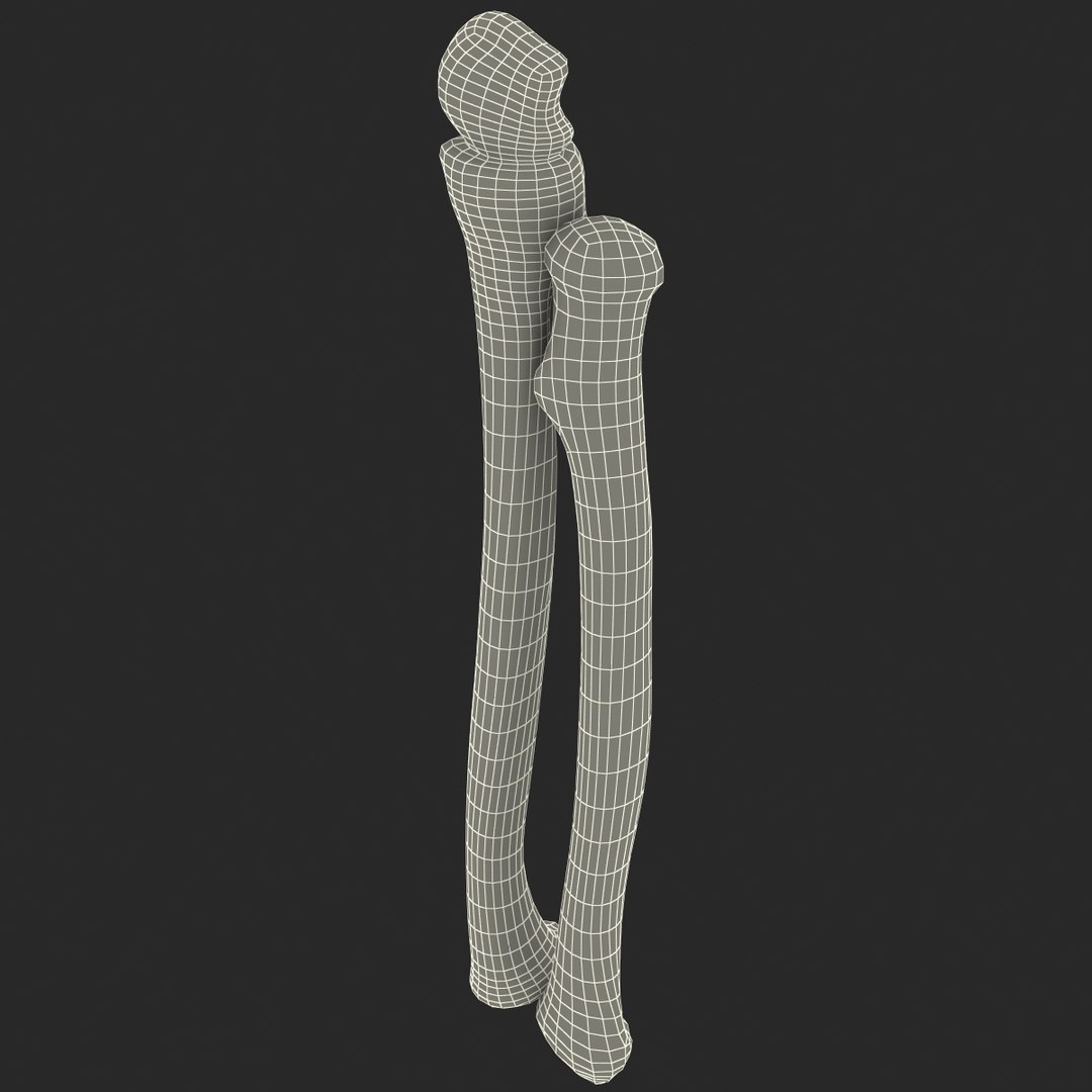 3d Model Radius Ulna