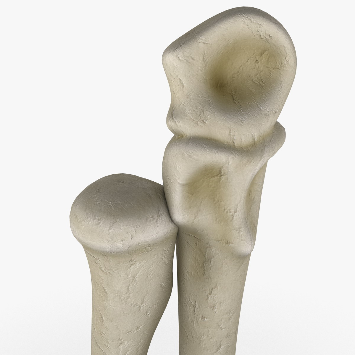 3d model radius ulna