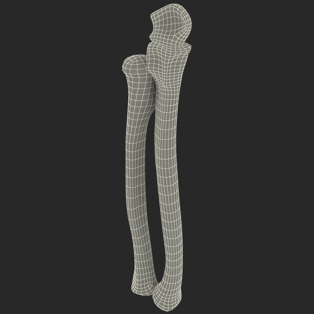 3d Model Radius Ulna