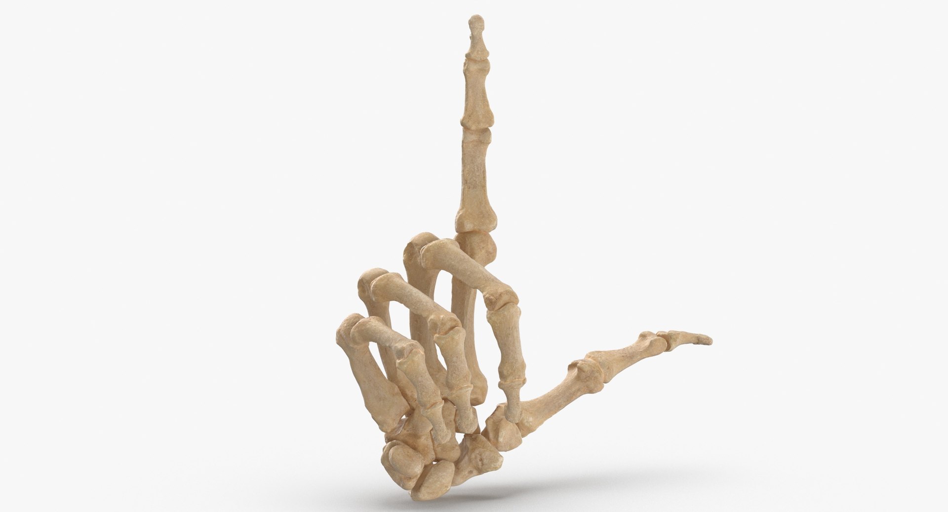 3D Human Hand Bones Loser - TurboSquid 1612138