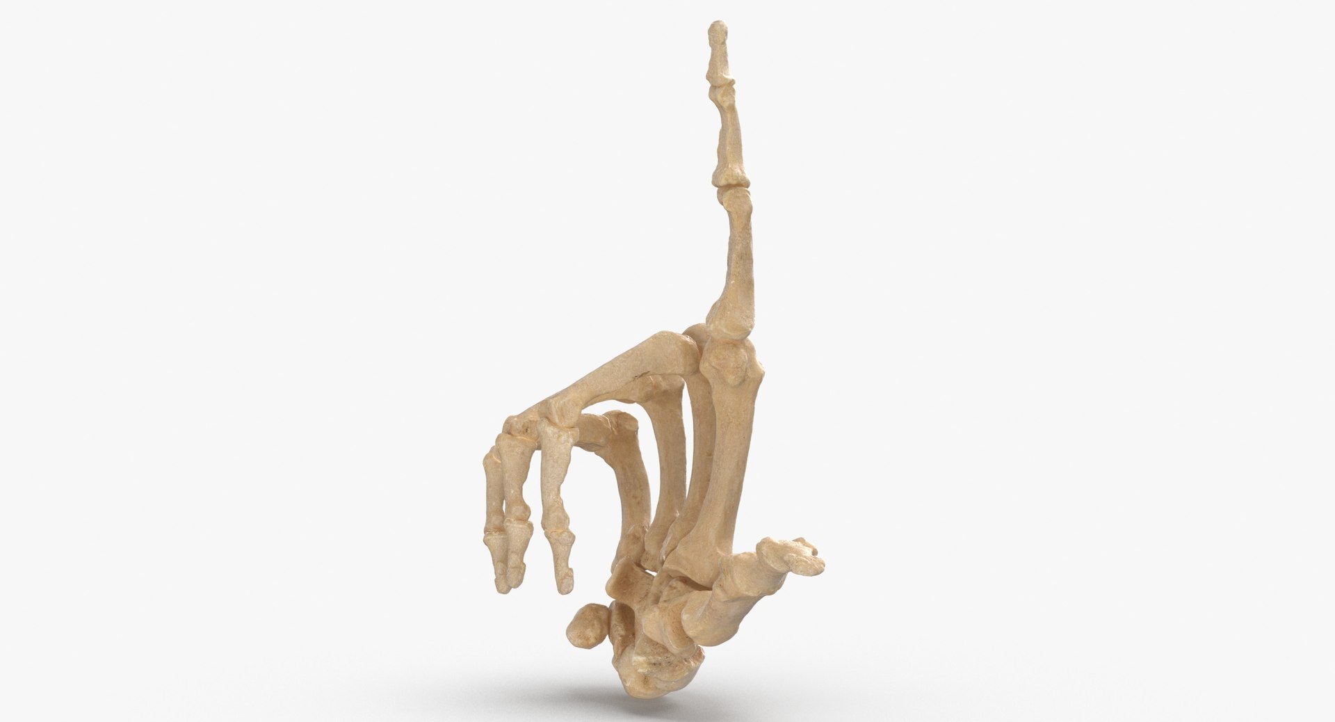 3D Human Hand Bones Loser - TurboSquid 1612138