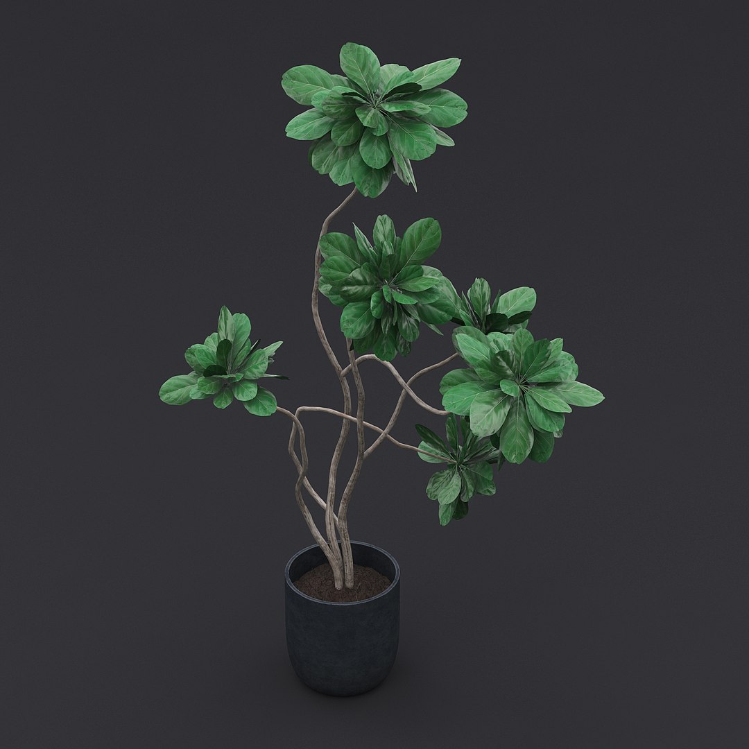 Fiddle Fig Tree I 3D Model - TurboSquid 2111142