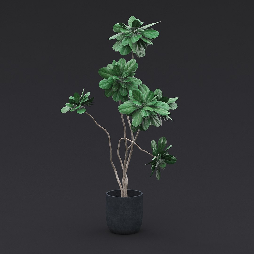 Fiddle Fig Tree I 3D Model - TurboSquid 2111142