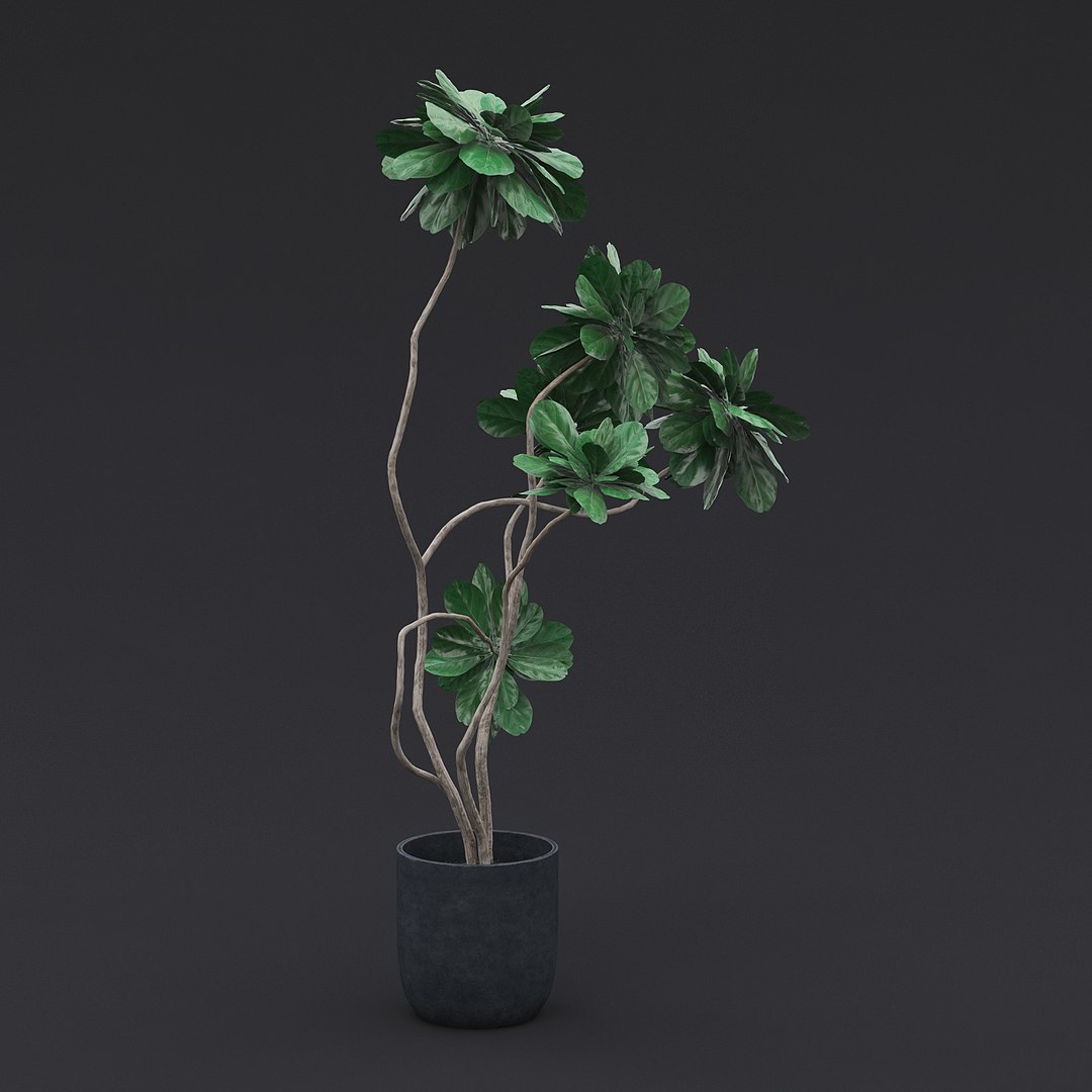 Fiddle Fig Tree I 3D Model - TurboSquid 2111142