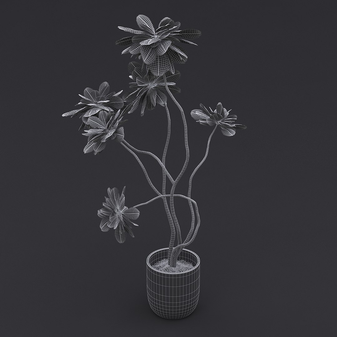 Fiddle Fig Tree I 3D Model - TurboSquid 2111142