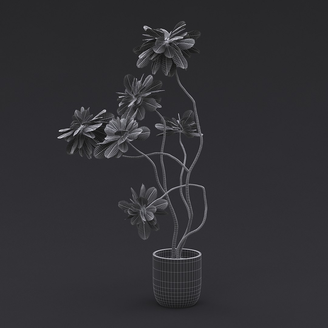 Fiddle Fig Tree I 3D Model - TurboSquid 2111142