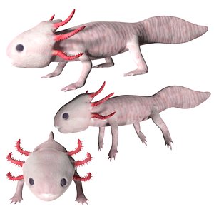 3D Axolotl Models - Browse & Download Formats - TurboSquid