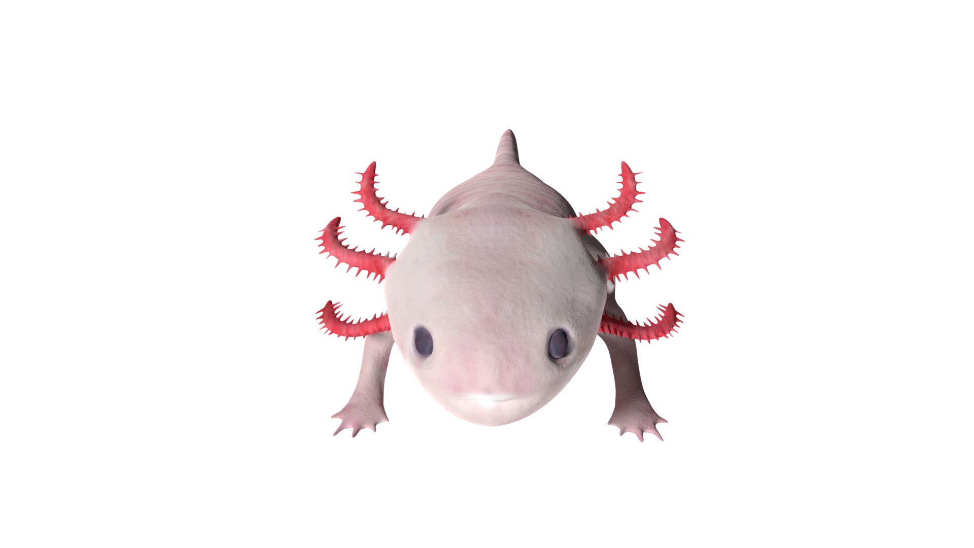Axolotl 3D Model - TurboSquid 1737422