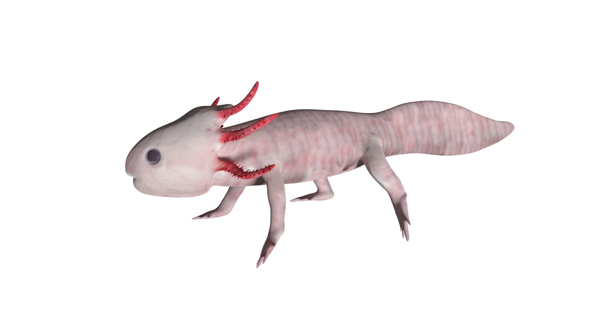 Axolotl 3D Model - TurboSquid 1737422