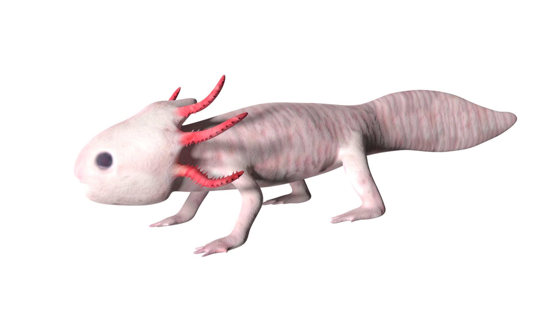 Axolotl 3D Model - TurboSquid 1737422