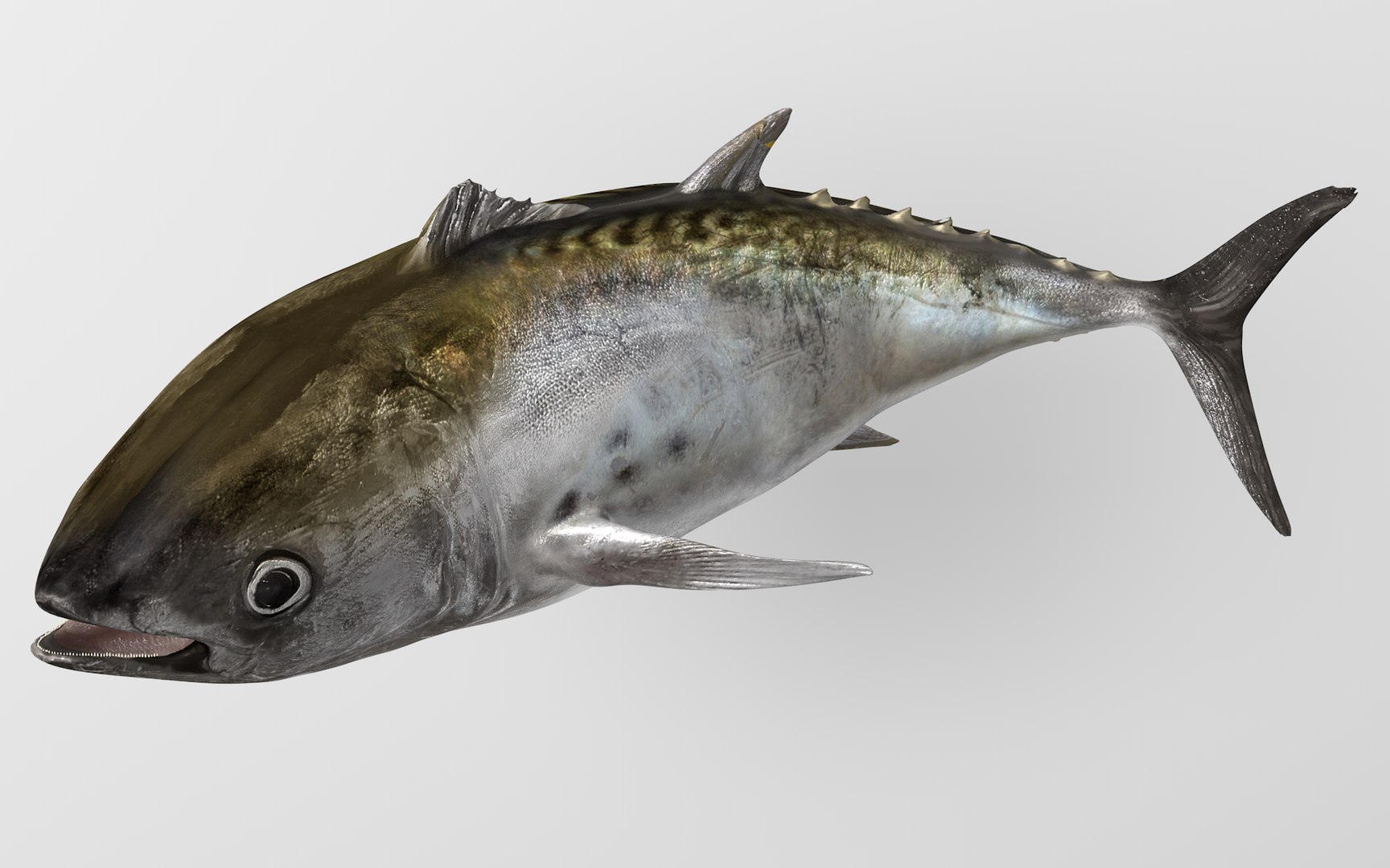 3D TUNA FISH Rigged L1565 - TurboSquid 1817073