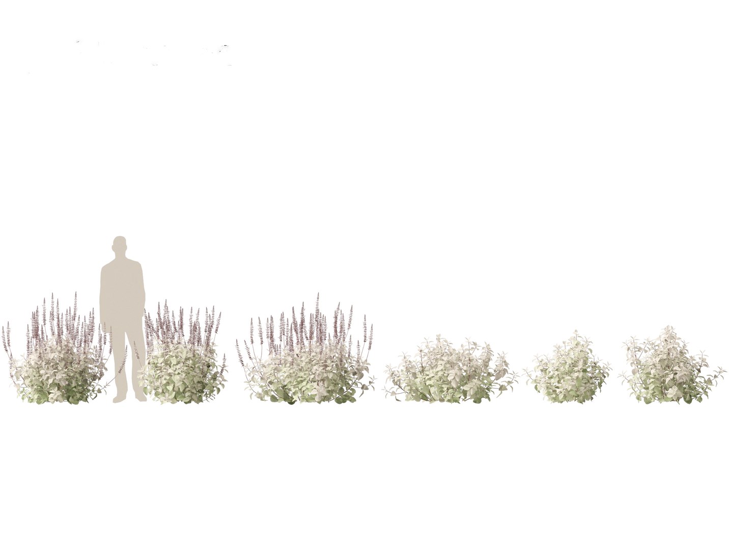 Plectranthus Argentatus - Silver Spurflower 3D Model - TurboSquid 2132331