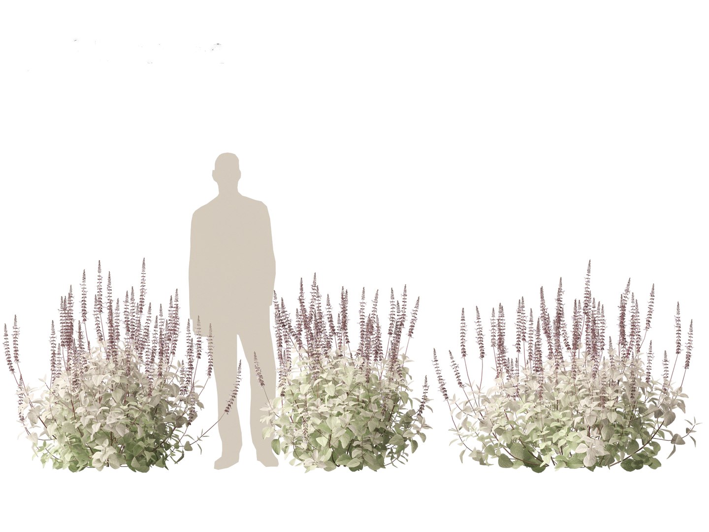 Plectranthus Argentatus - Silver Spurflower 3D Model - TurboSquid 2132331