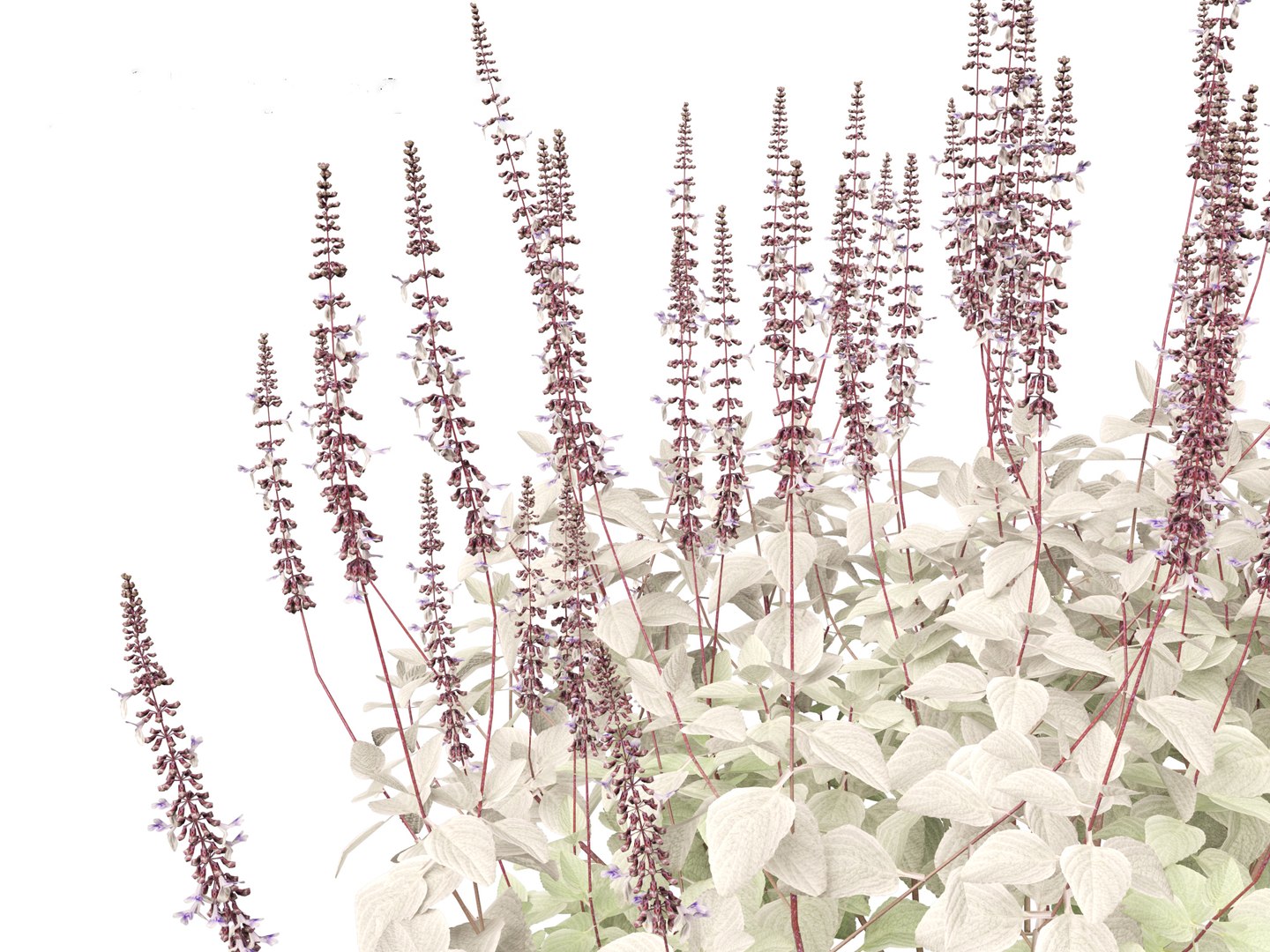 Plectranthus Argentatus - Silver Spurflower 3D Model - TurboSquid 2132331