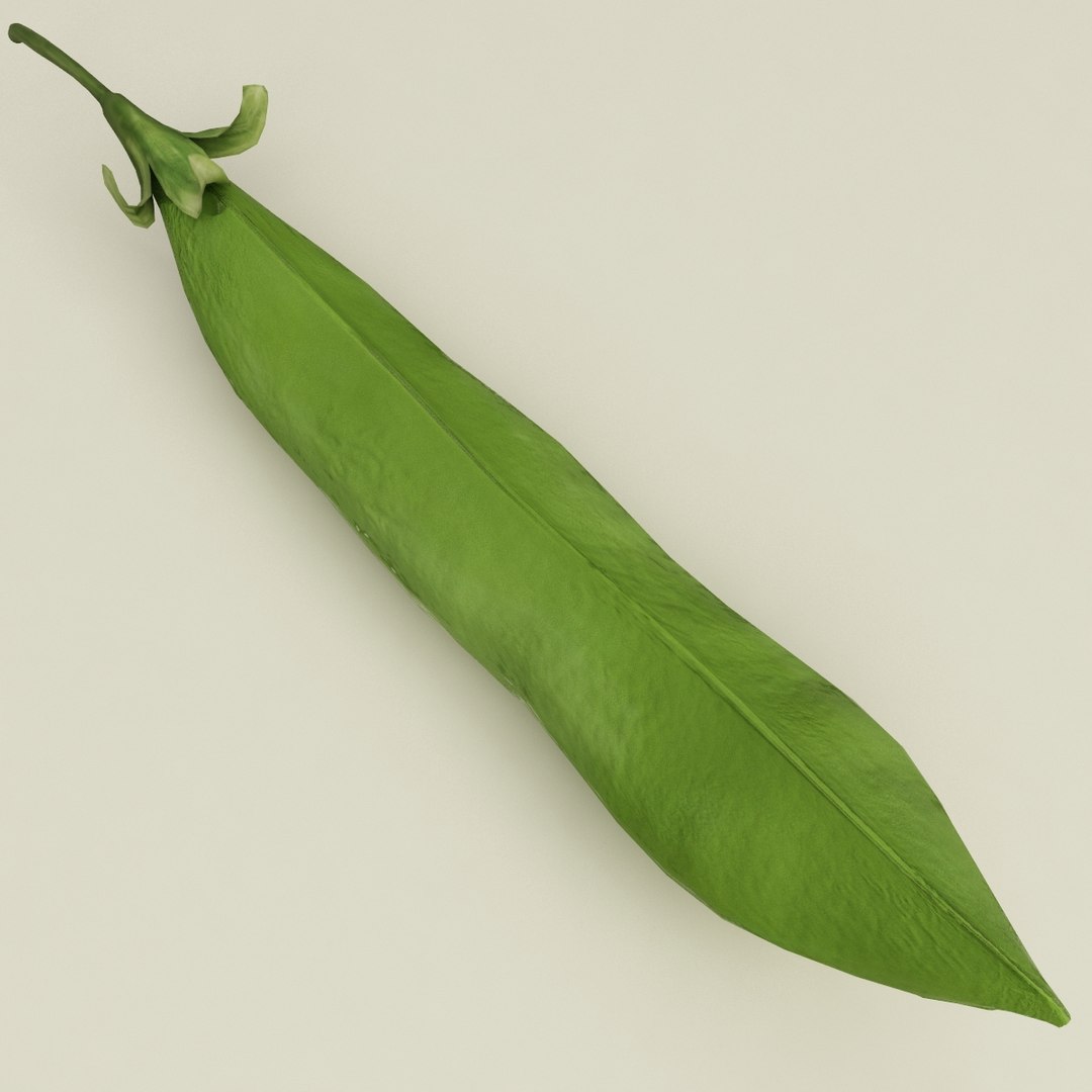 Pea Modelled 3d Model