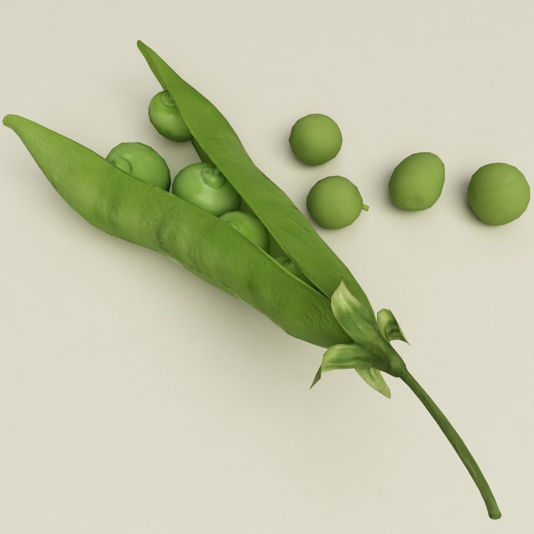 Pea Modelled 3d Model