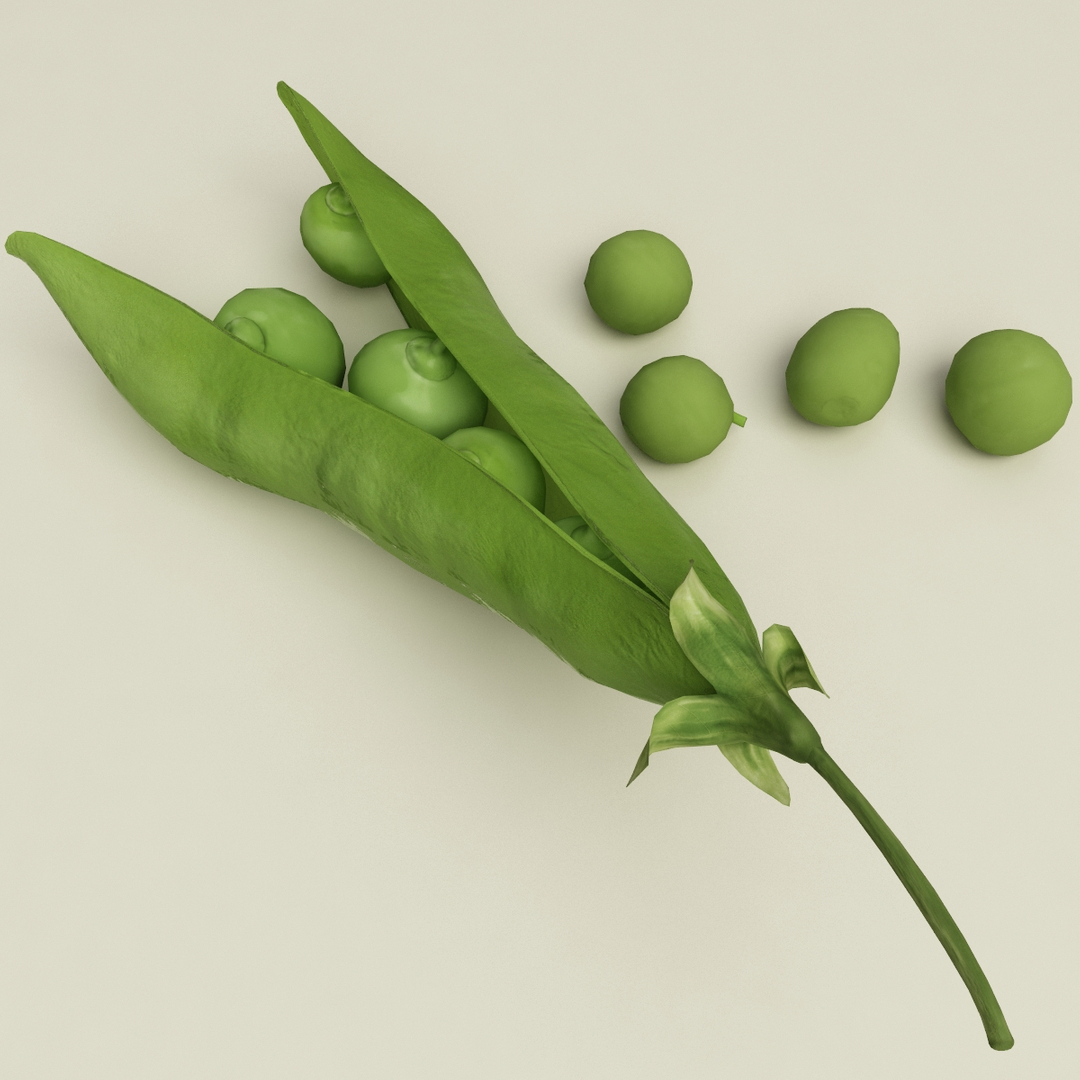 pea modelled 3d model