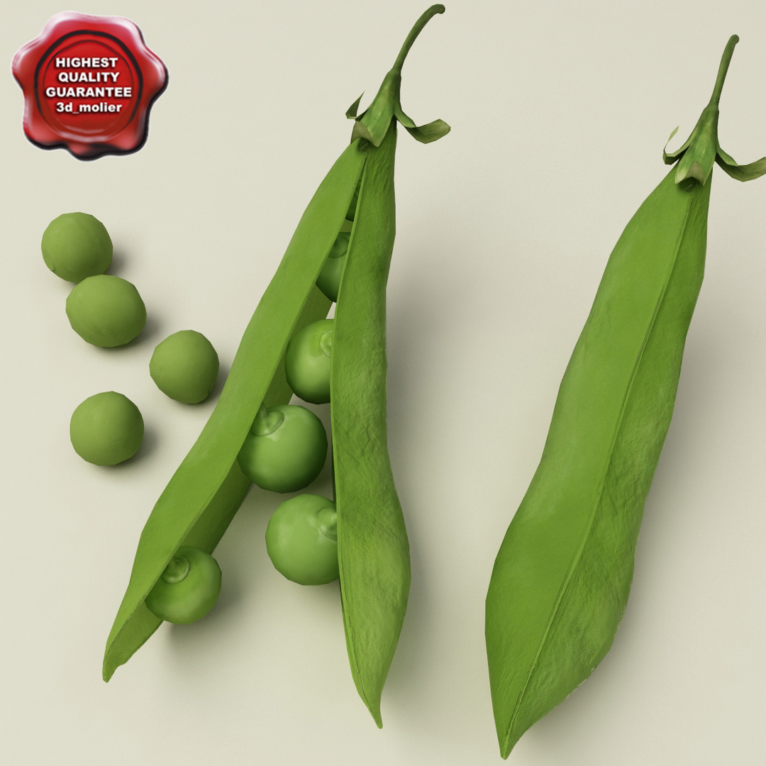 pea modelled 3d model