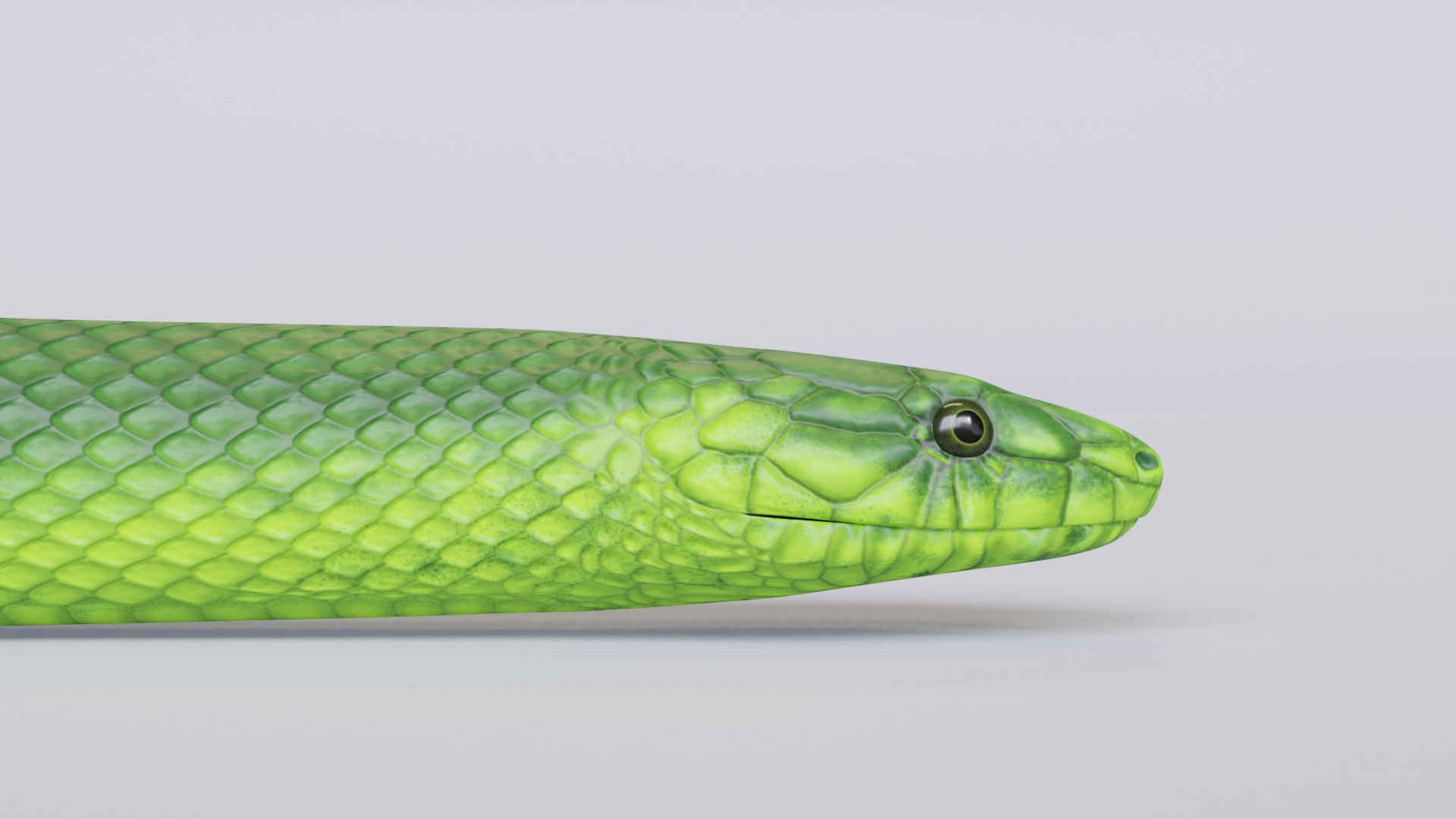 3D Green Mamba - TurboSquid 1264186