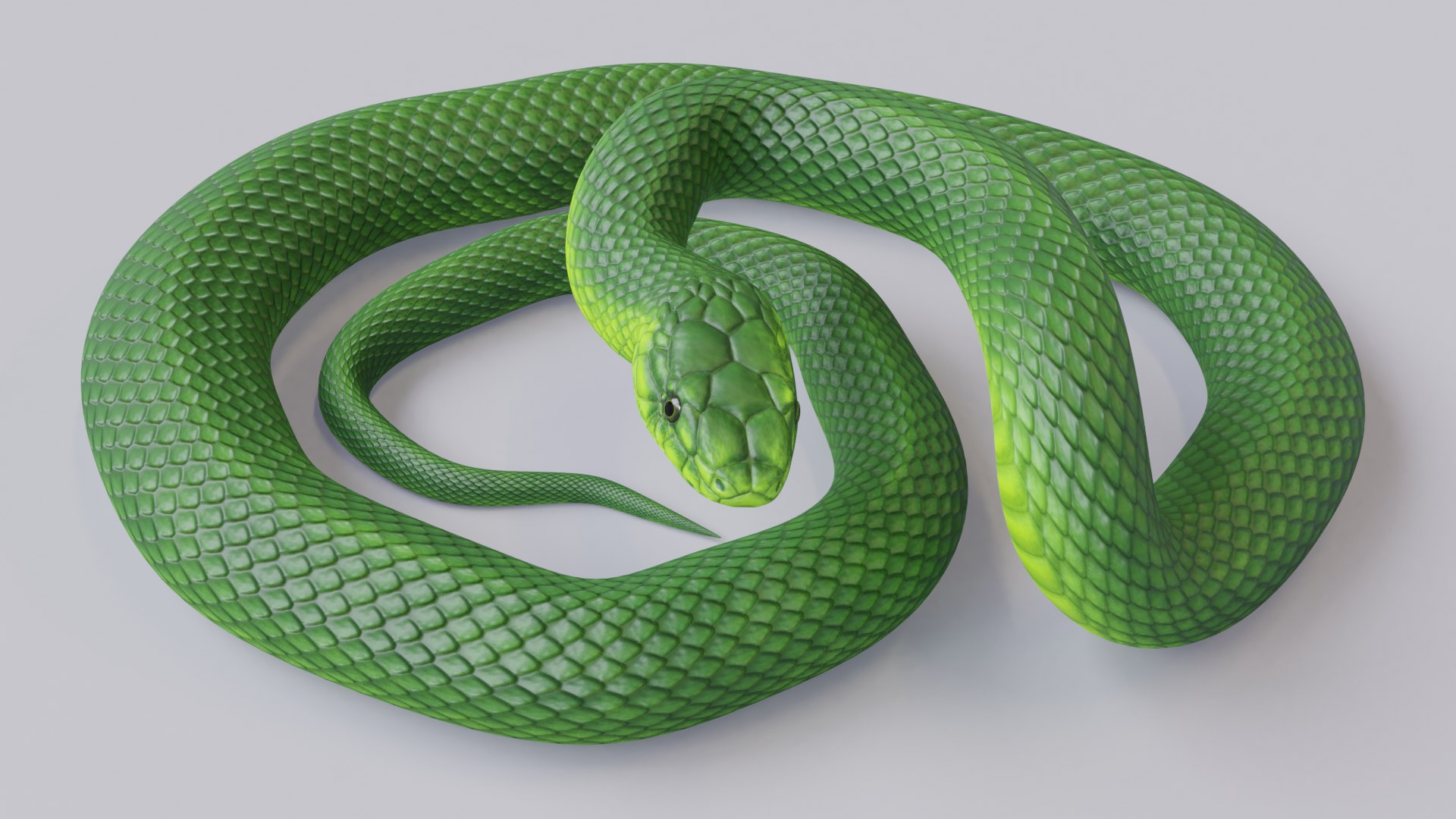 3D Green Mamba - TurboSquid 1264186