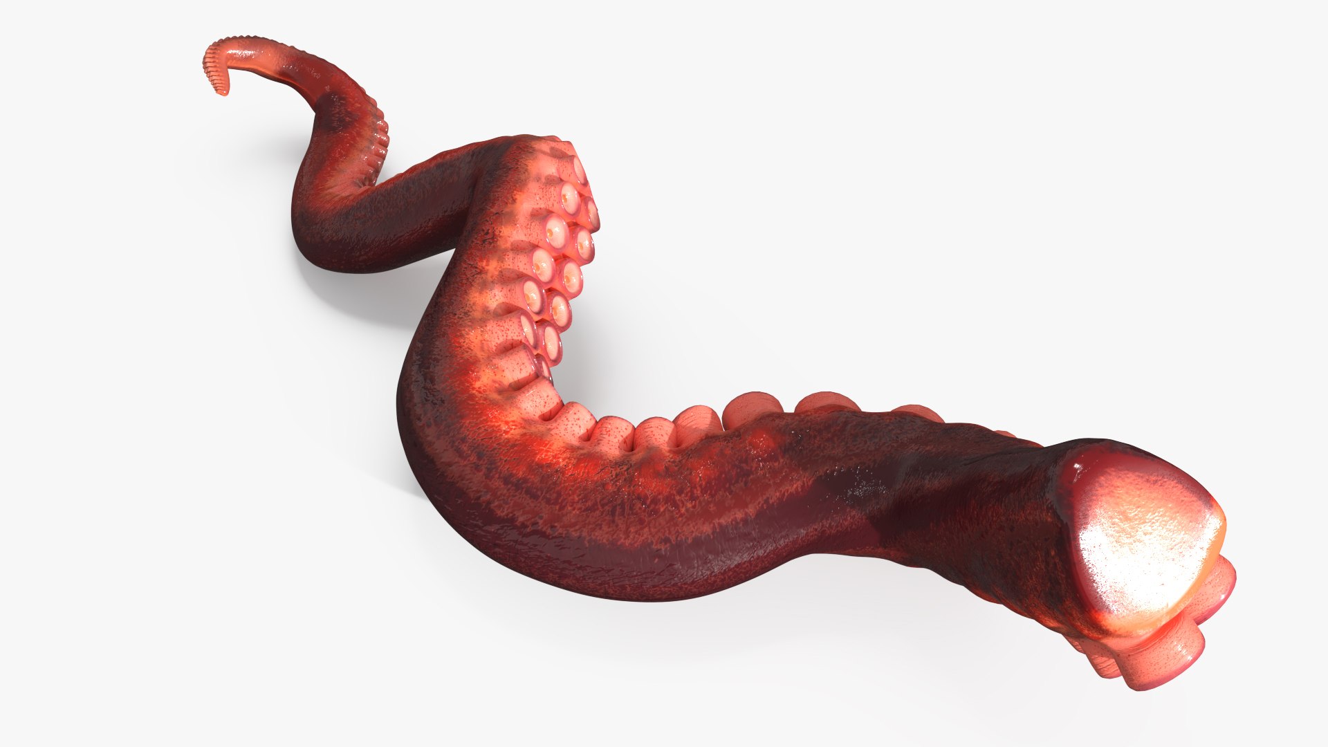 3D Octopus Arm Marine Animal Orange - TurboSquid 2517026