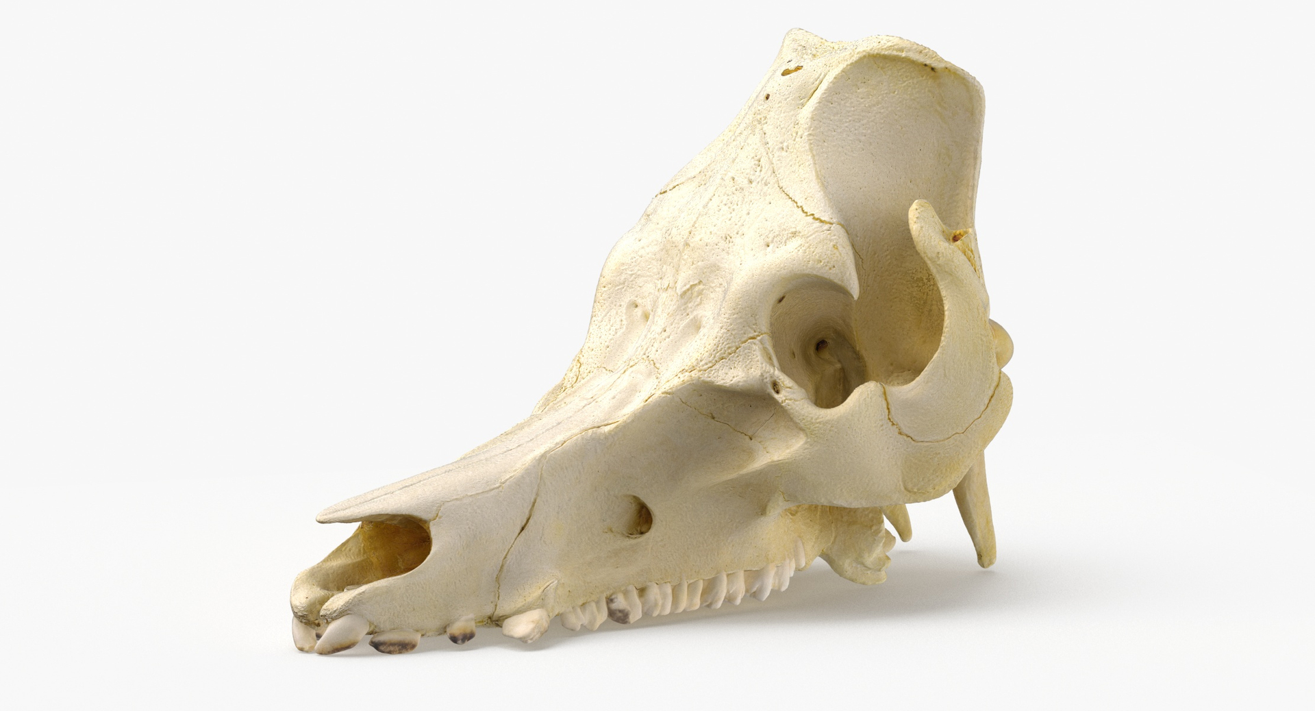 3D Domestic Pig Sus Domesticus Skull 01 Model - TurboSquid 2131218