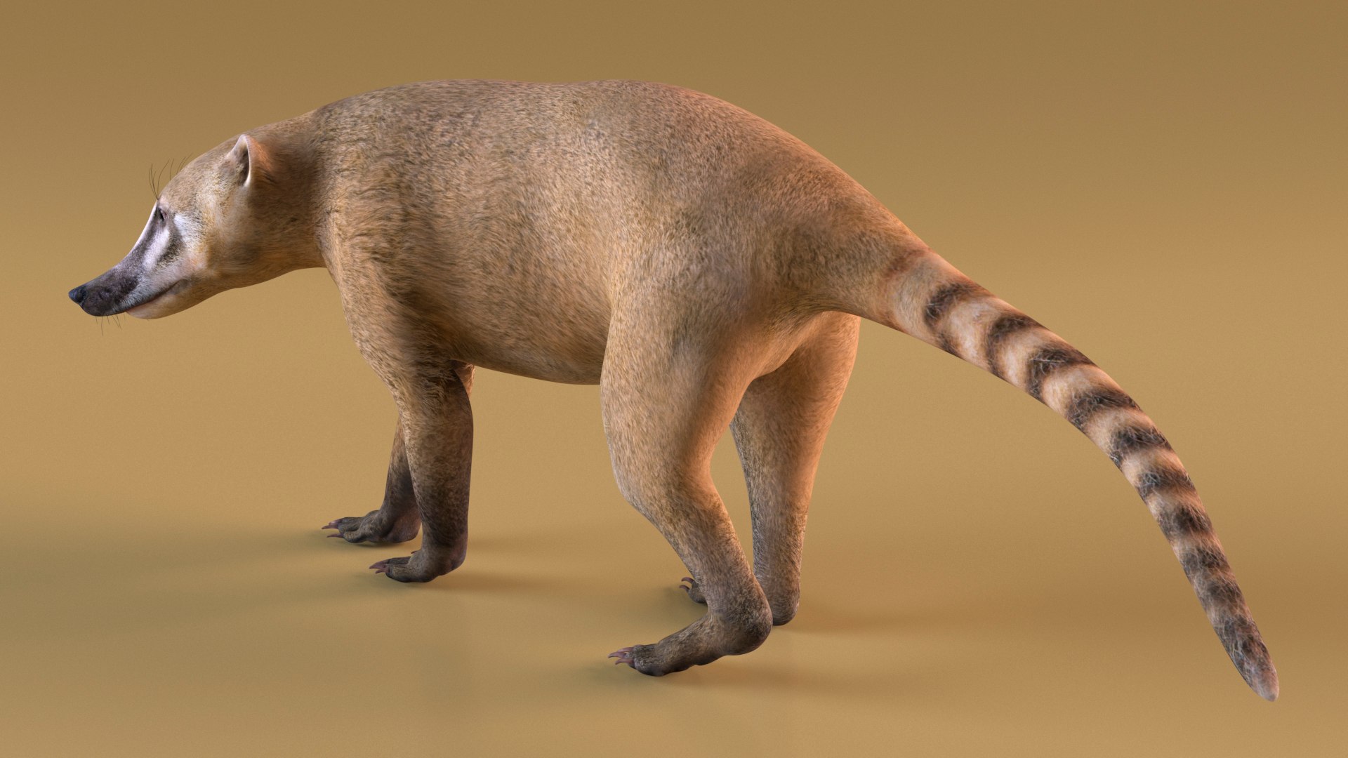 3D South American Coati Rigged For Maya Model - TurboSquid 2223707
