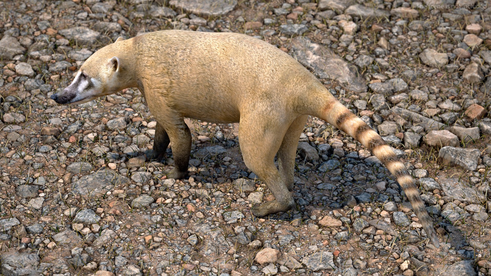 3D South American Coati Rigged For Maya Model - TurboSquid 2223707