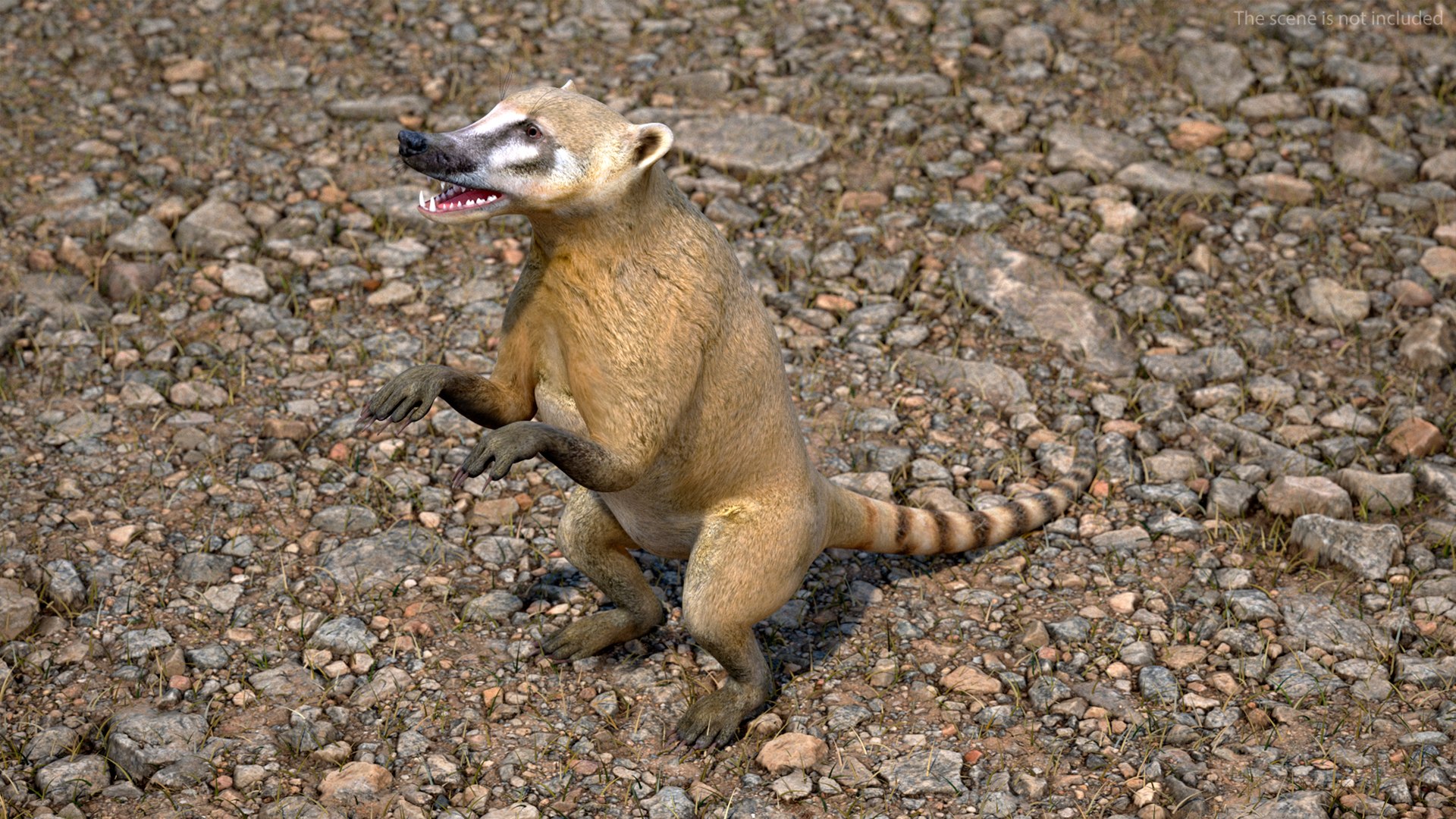 3D South American Coati Rigged For Maya Model - TurboSquid 2223707