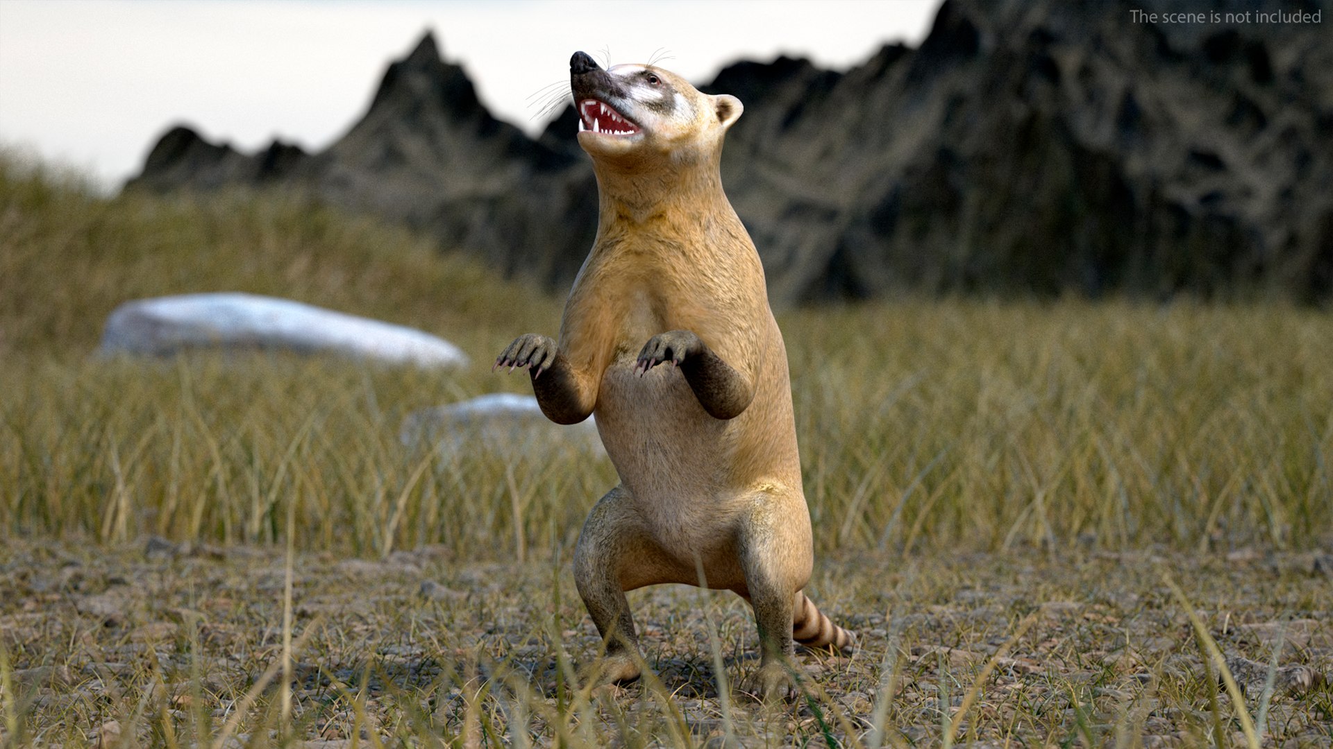 3D South American Coati Rigged For Maya Model - TurboSquid 2223707