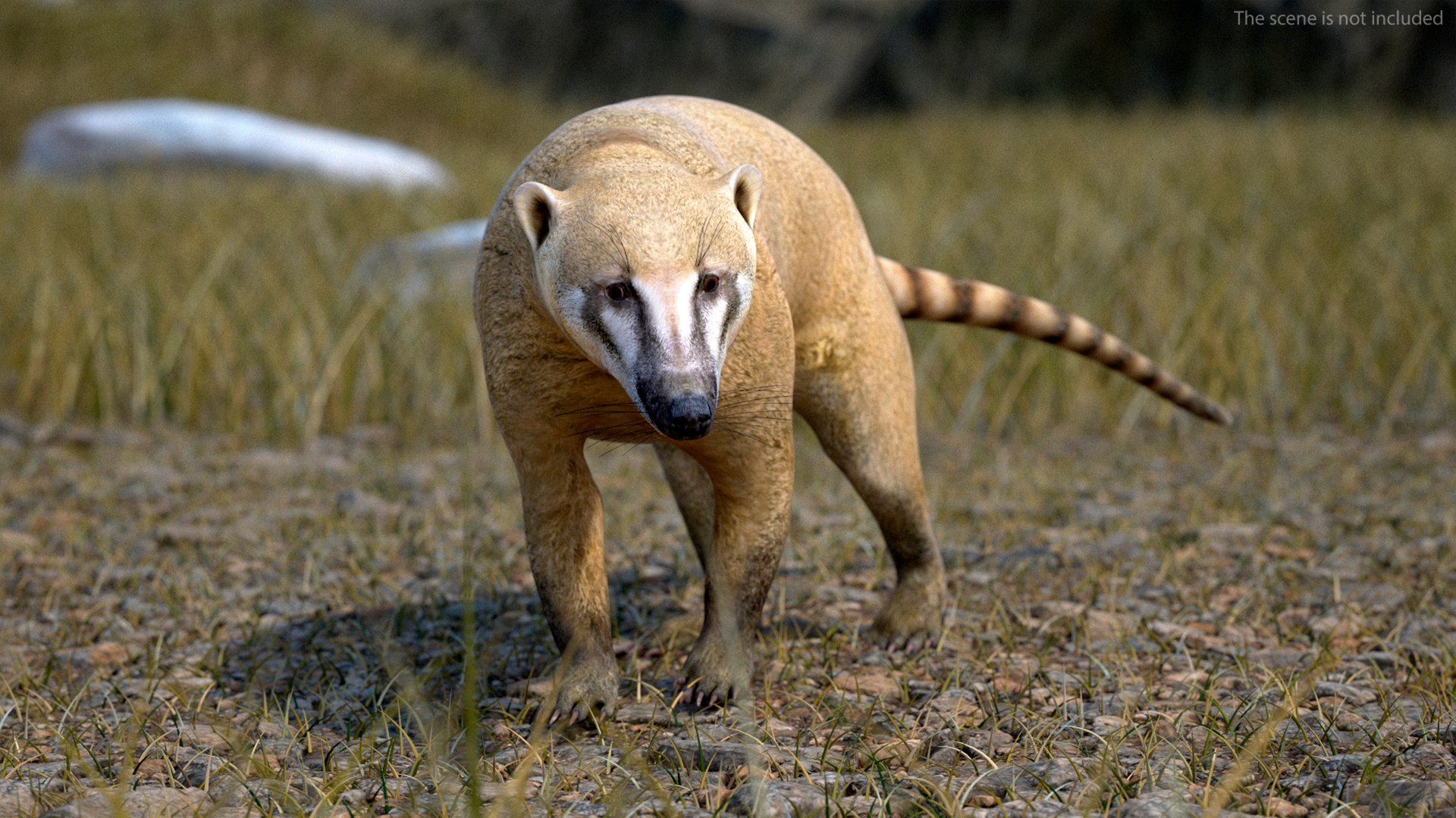 3D South American Coati Rigged For Maya Model - TurboSquid 2223707