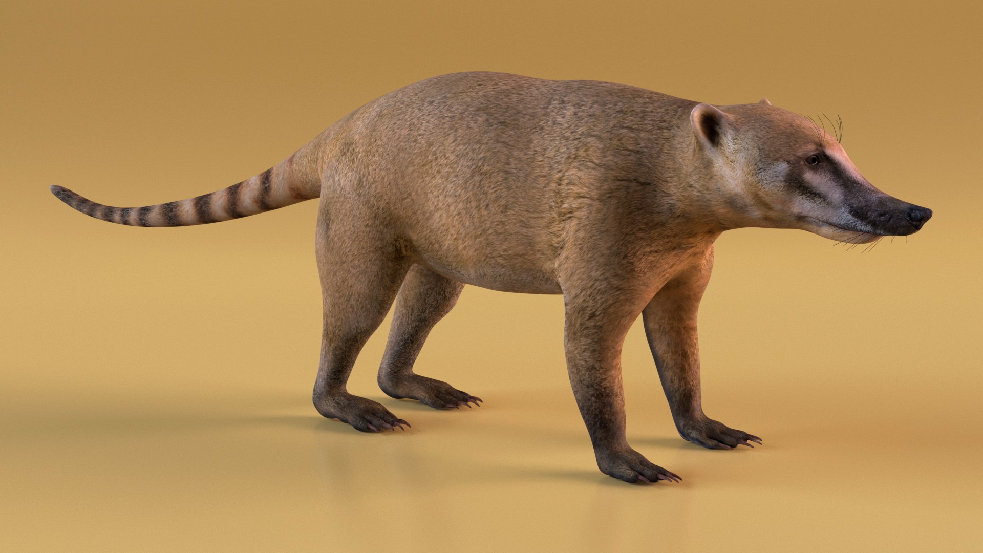 3D South American Coati Rigged For Maya Model - TurboSquid 2223707