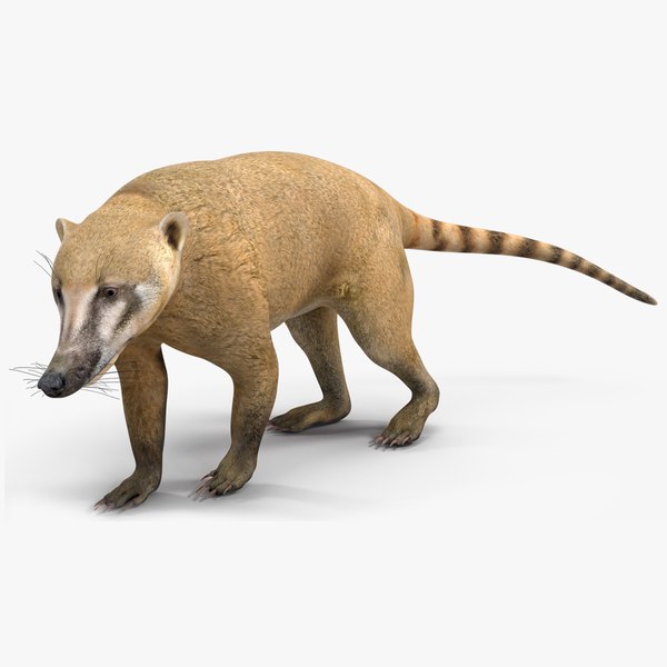modelo 3d Coatí sudamericano preparado para mayas - TurboSquid 2223707