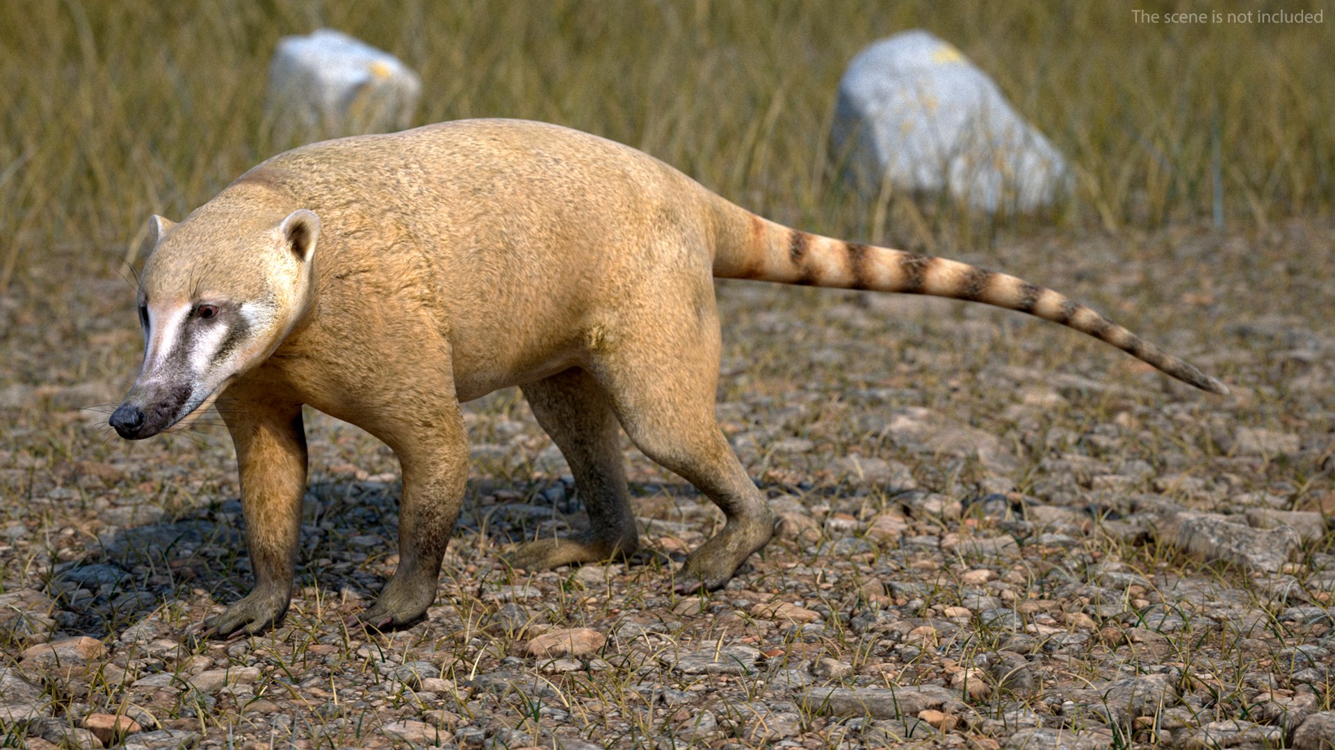 3D South American Coati Rigged For Maya Model - TurboSquid 2223707