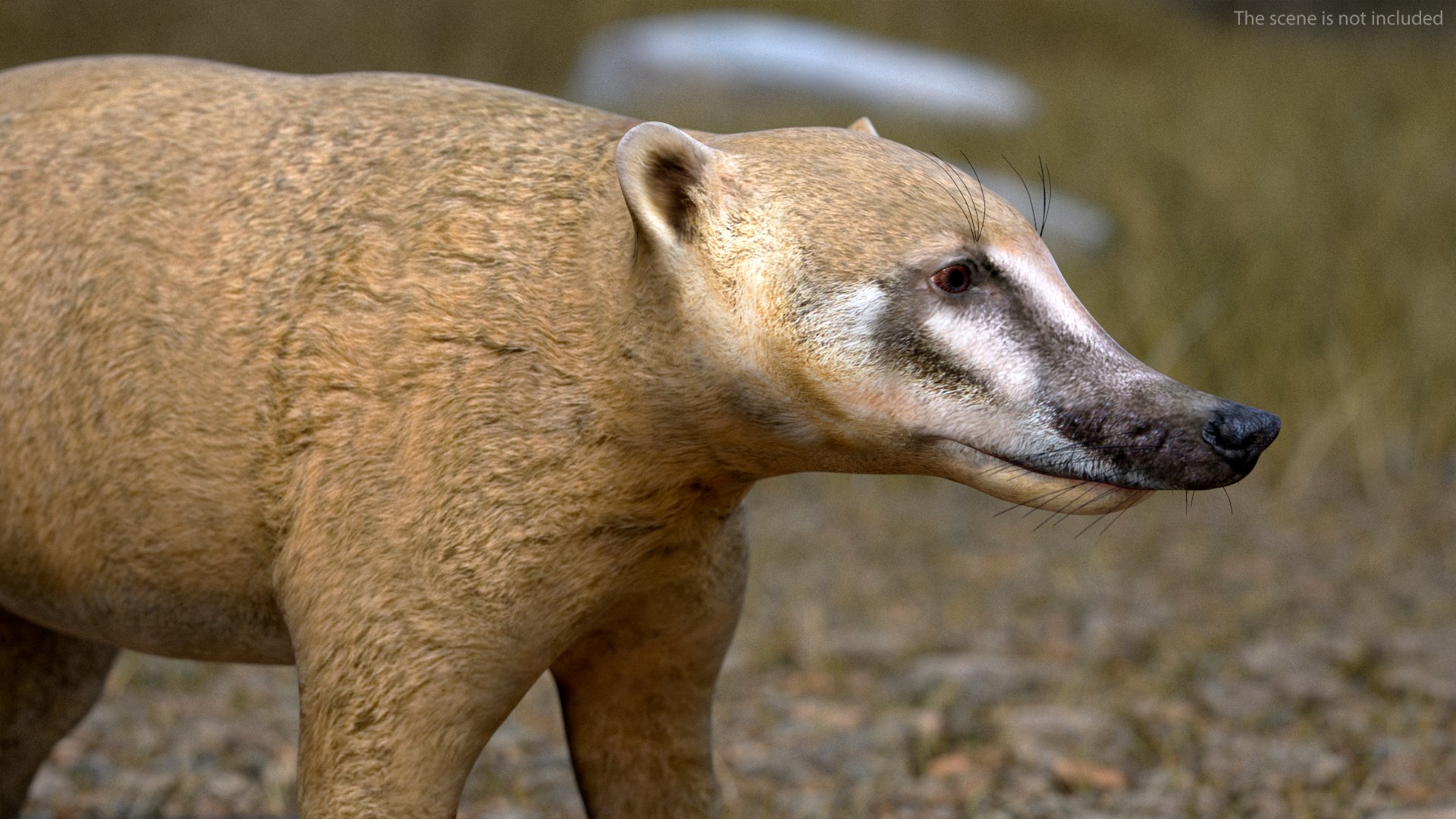 3D South American Coati Rigged For Maya Model - TurboSquid 2223707