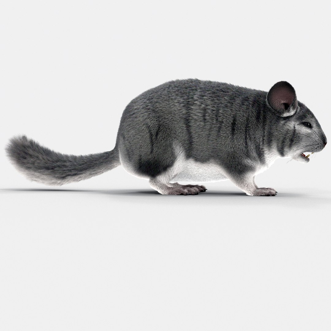 3d Chinchilla Fur Model