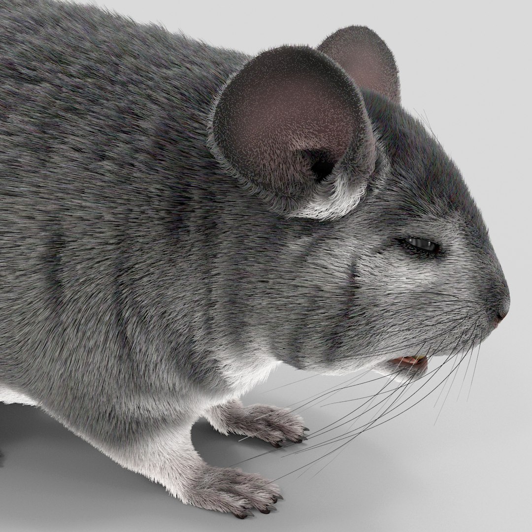 3d Chinchilla Fur Model