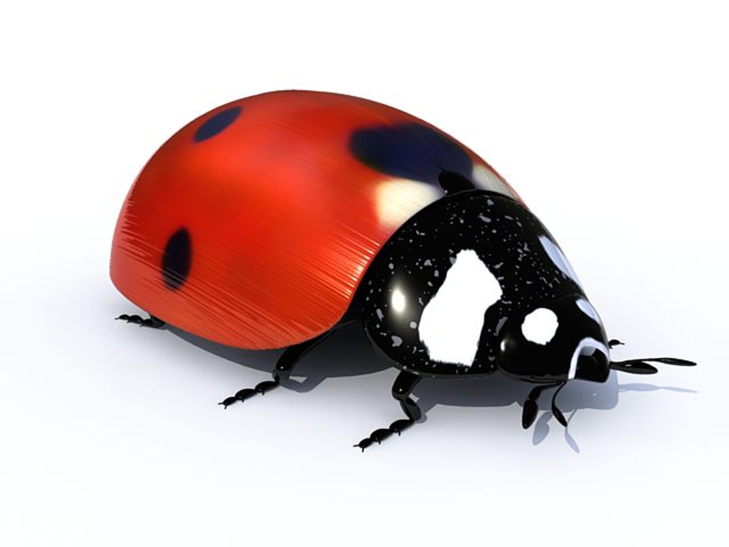 3ds ladybird ladybug