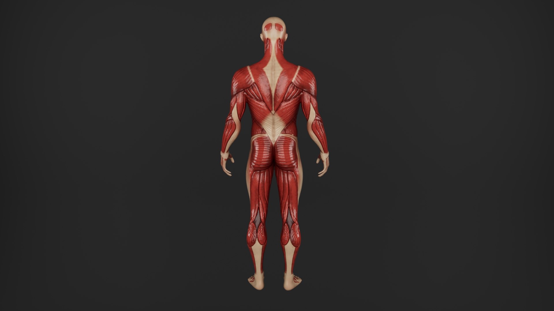 Human Anatomy-Muscular System 3D - TurboSquid 2218364
