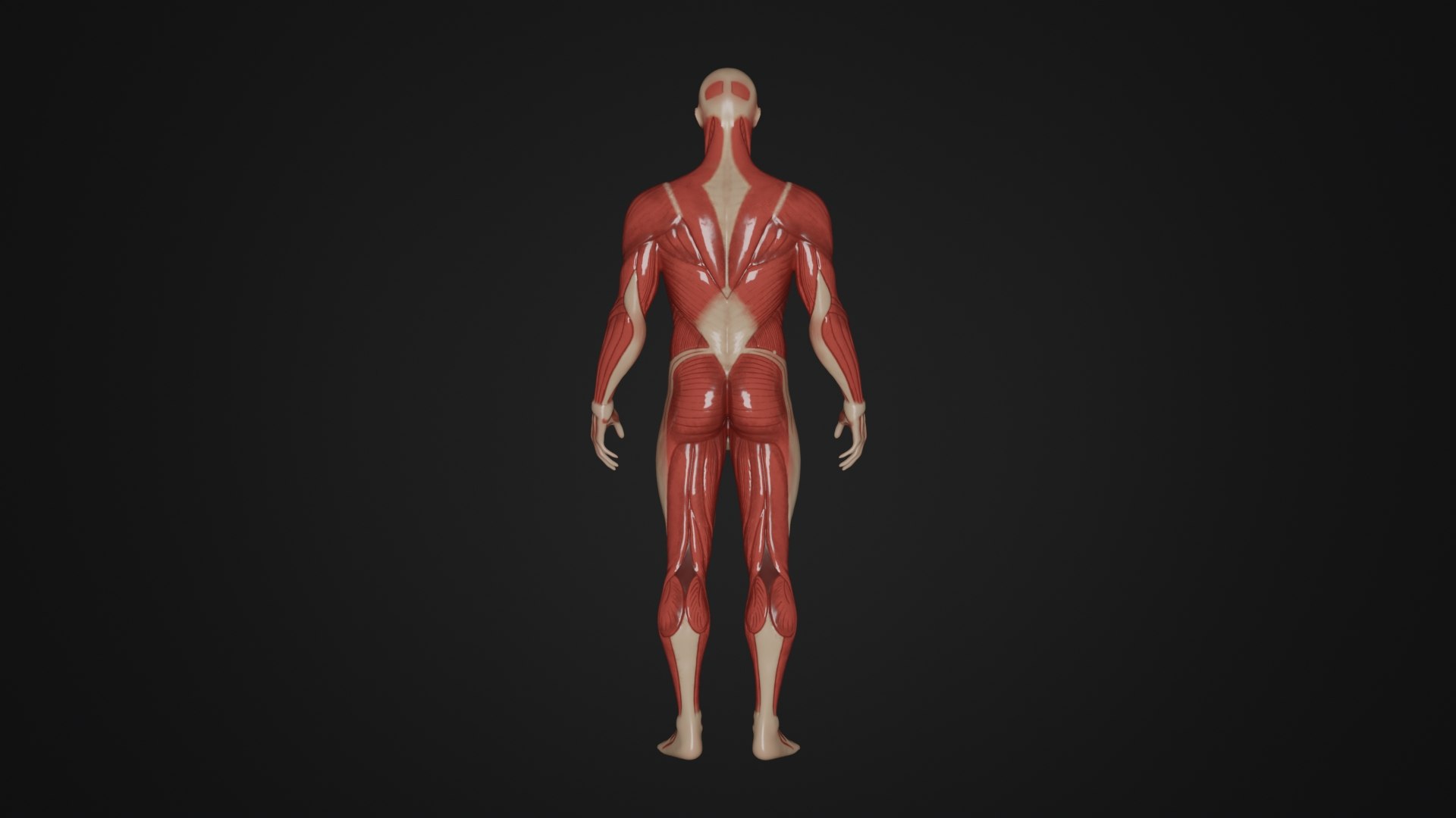 Human Anatomy-Muscular System 3D - TurboSquid 2218364